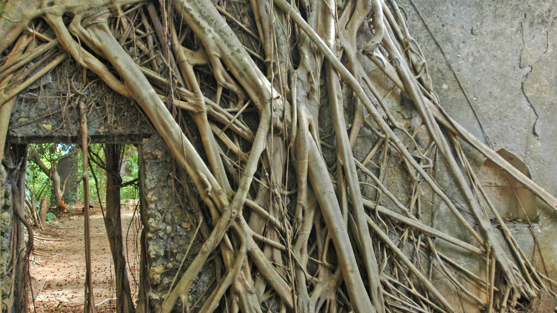 Discover The Secrets of Chole Island | Excursions in Mafia Island