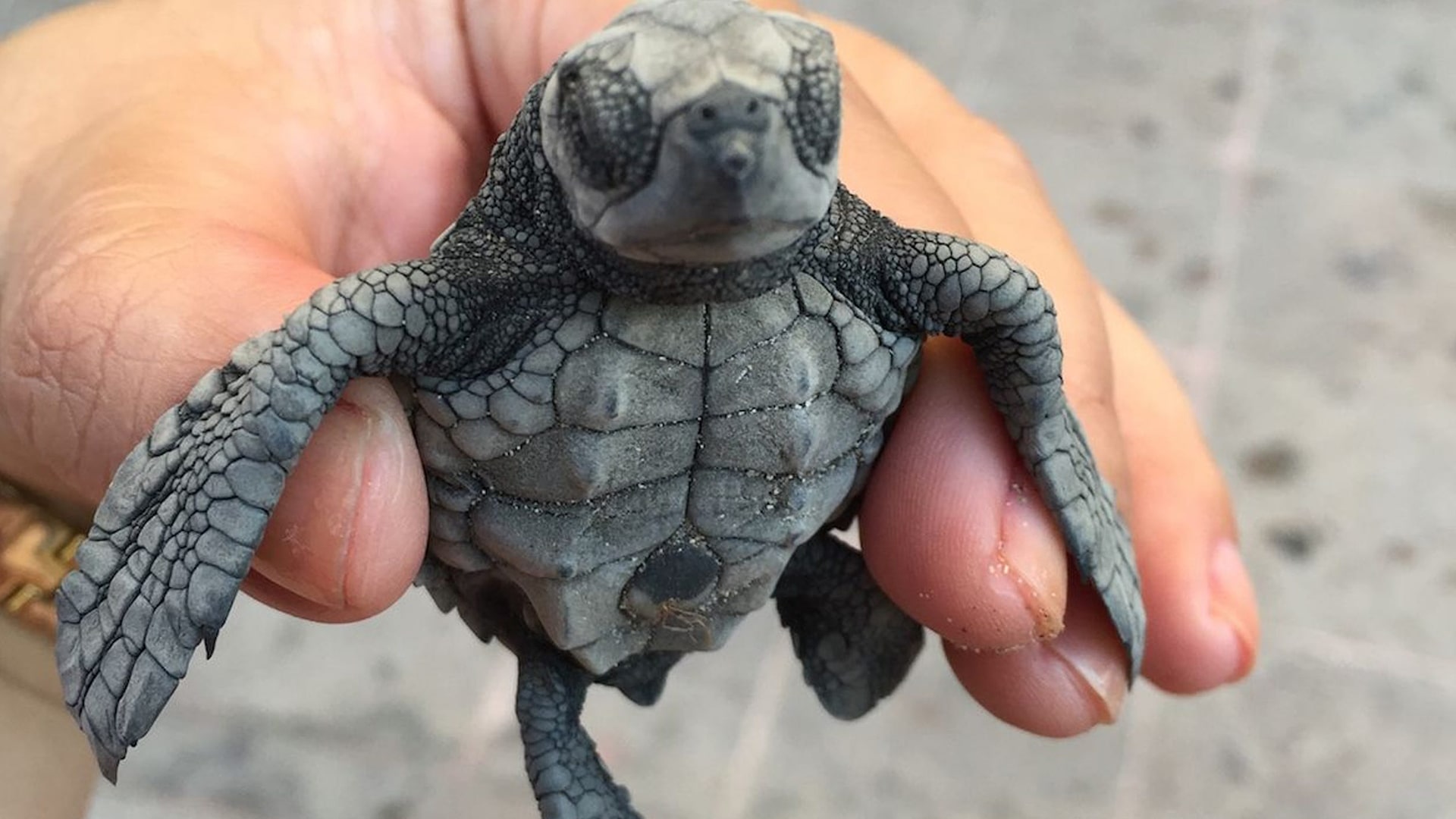 See A Sea Turtle Hatchling | Watch for Turtles on Mafia Beaches