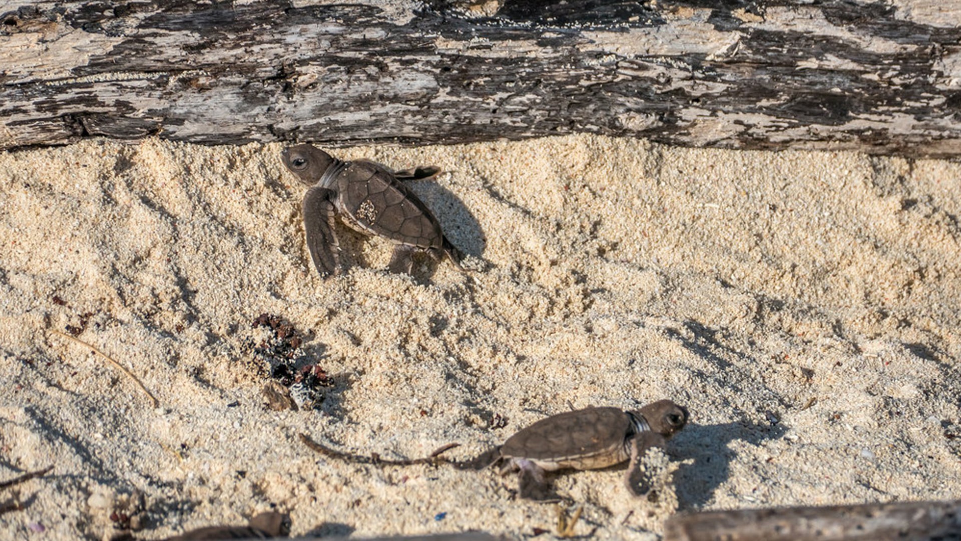 See A Sea Turtle Hatchling | Watch for Turtles on Mafia Beaches