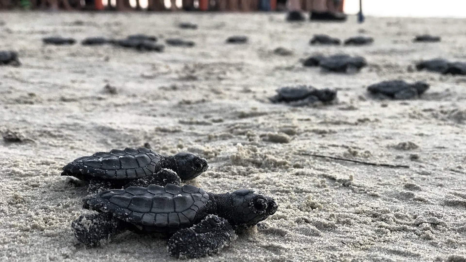 See A Sea Turtle Hatchling | Watch for Turtles on Mafia Beaches