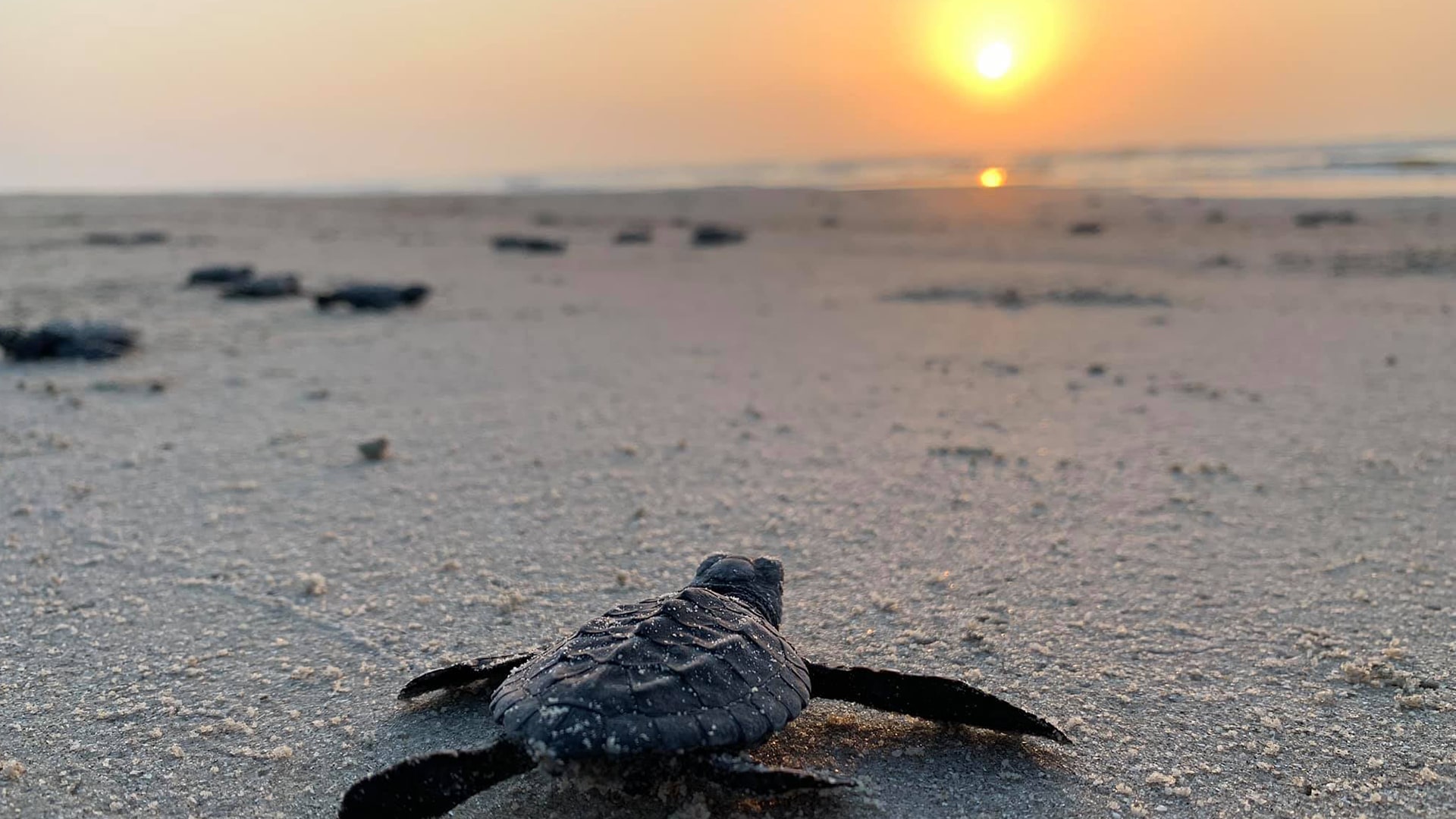 See A Sea Turtle Hatchling | Watch for Turtles on Mafia Beaches