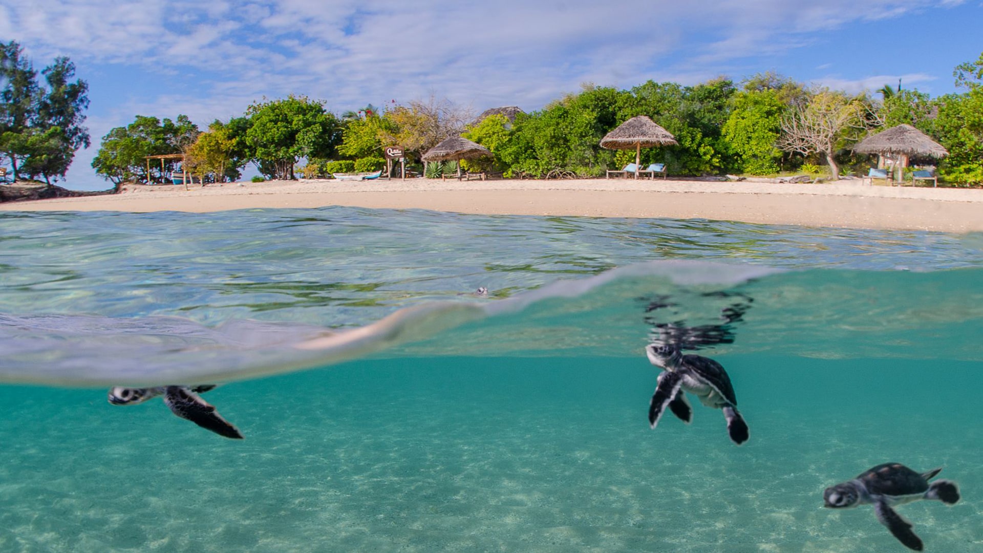 See A Sea Turtle Hatchling | Watch for Turtles on Mafia Beaches