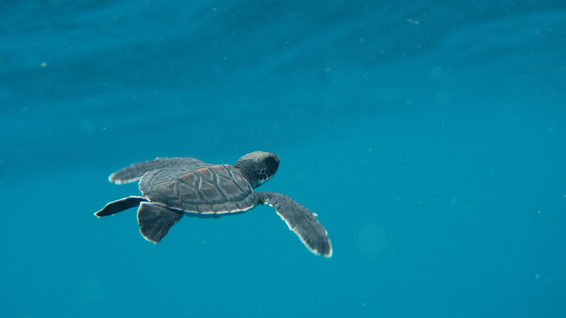 See A Sea Turtle Hatchling | Watch for Turtles on Mafia Beaches