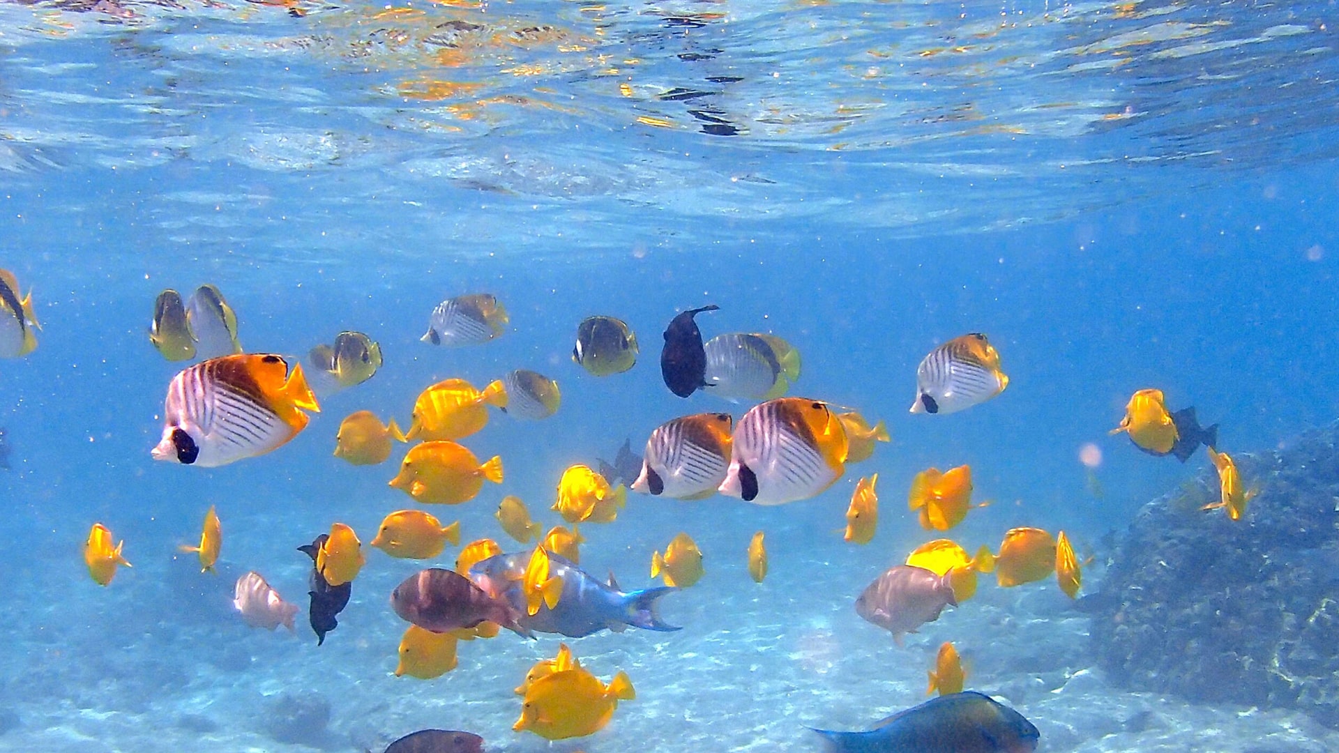 Snorkeling at Chole Bay Coral Gardens | Exploring Mafia Island