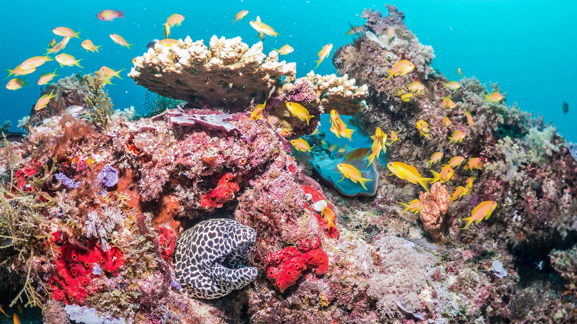 Snorkeling at Chole Bay Coral Gardens | Exploring Mafia Island