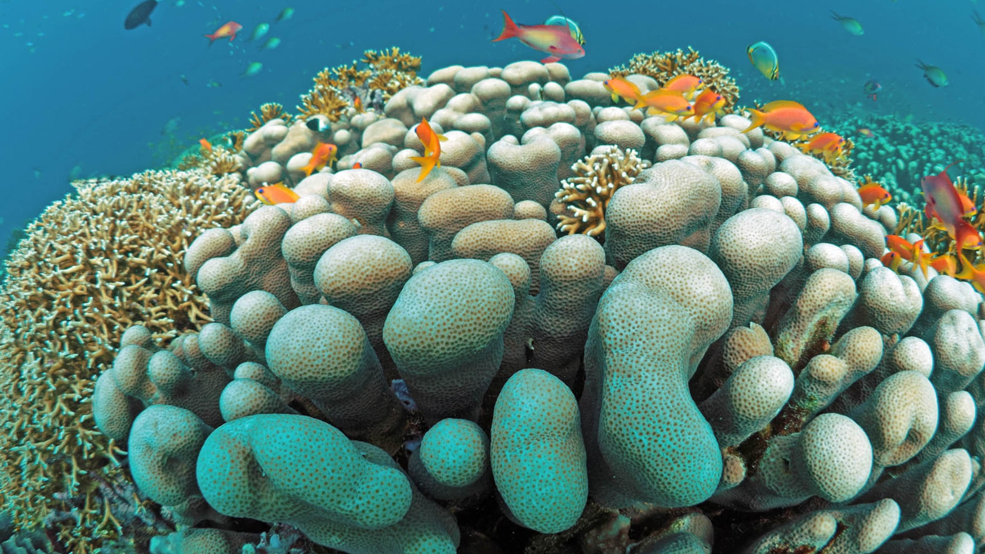Snorkeling at Chole Bay Coral Gardens | Exploring Mafia Island