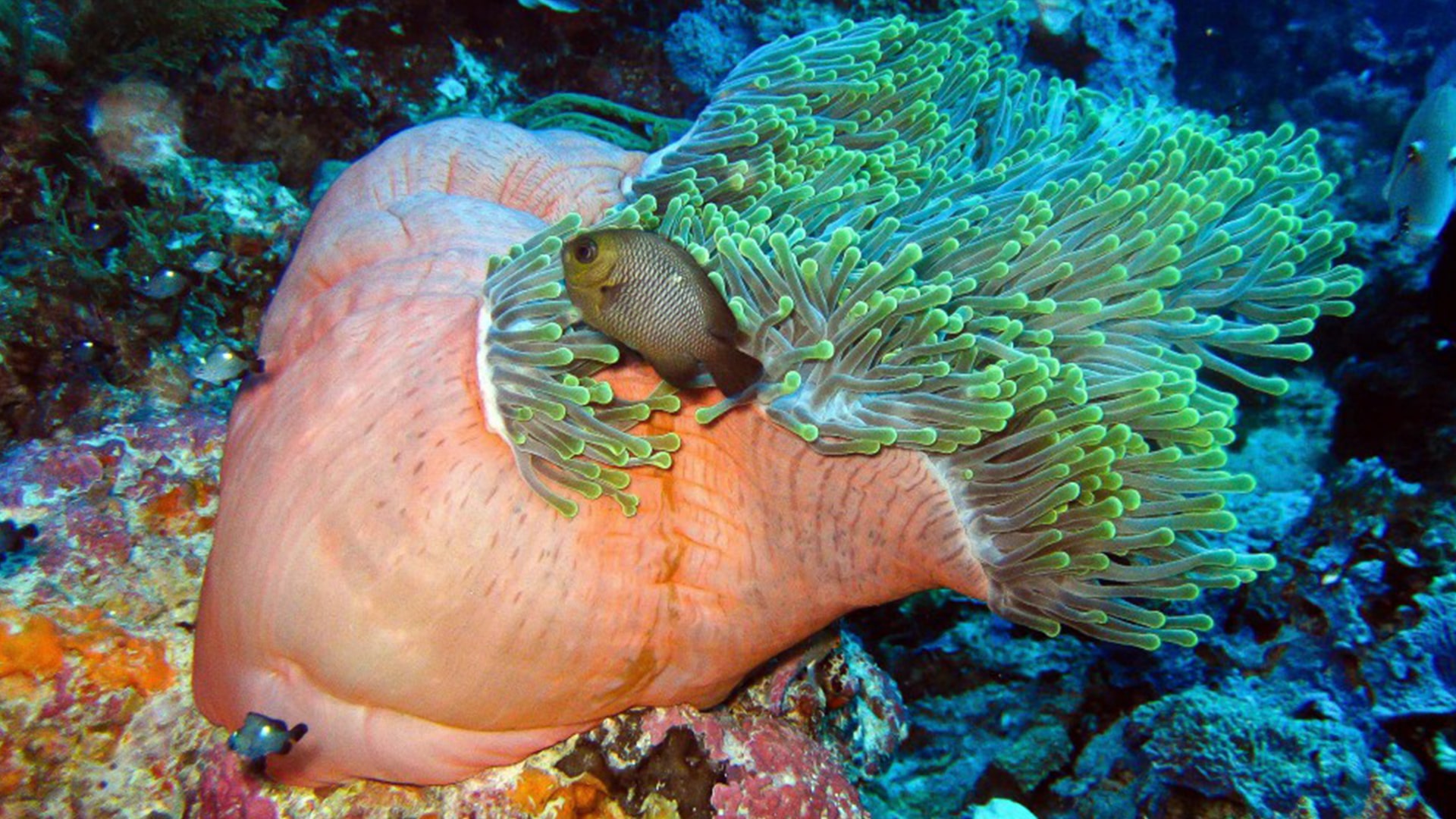Snorkeling at Chole Bay Coral Gardens | Exploring Mafia Island