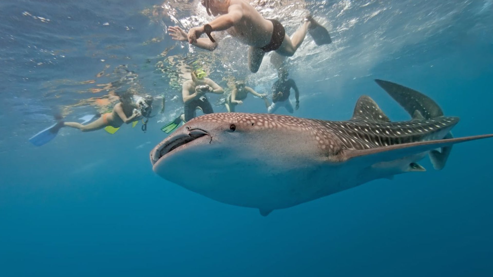 Swimming With Giants Whale Sharks | Mafia Island Ecotourism