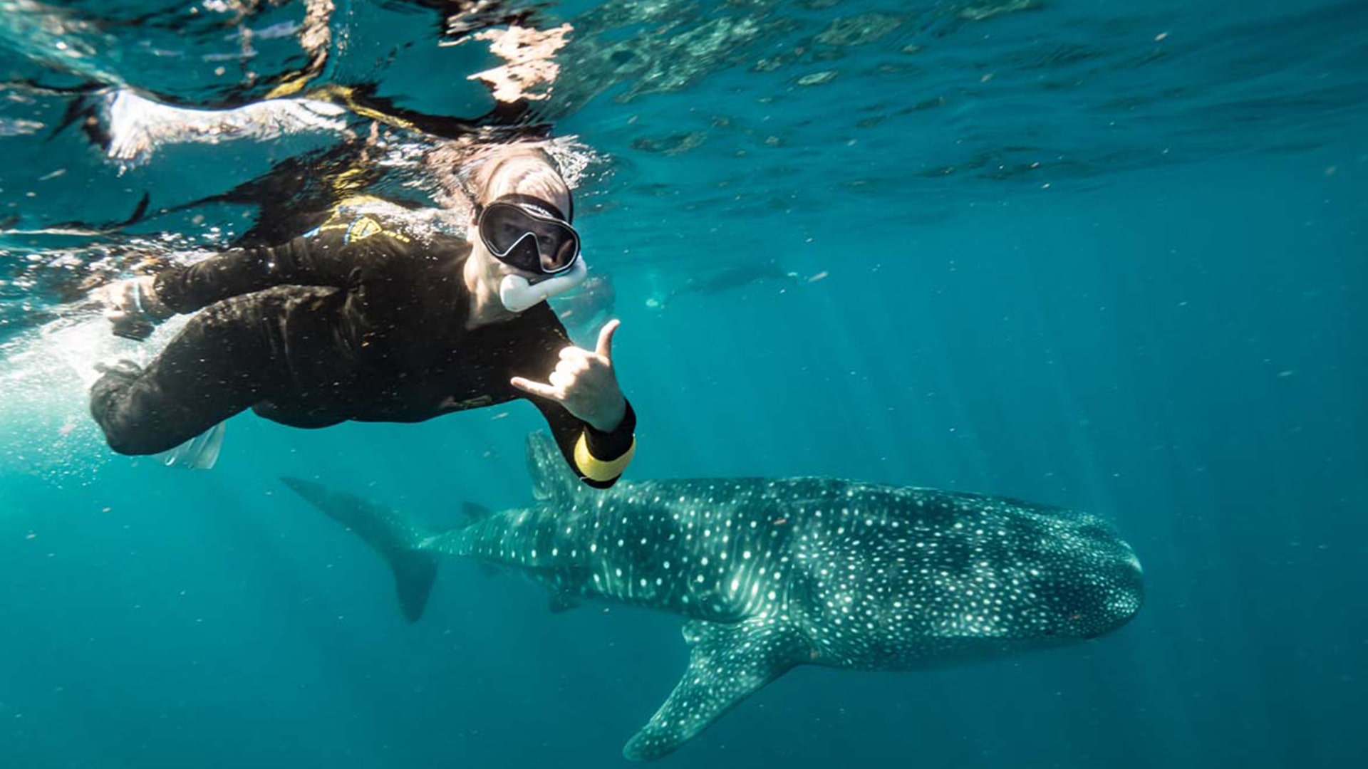 Swimming With Giants Whale Sharks | Mafia Island Ecotourism