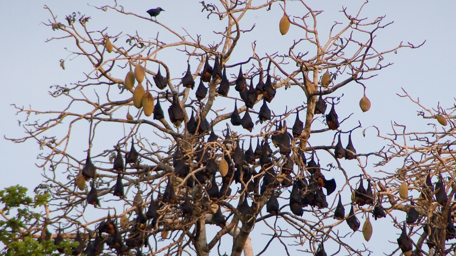 Exploring Ngezi Forest Reserve | Travel To The Island Of Pemba