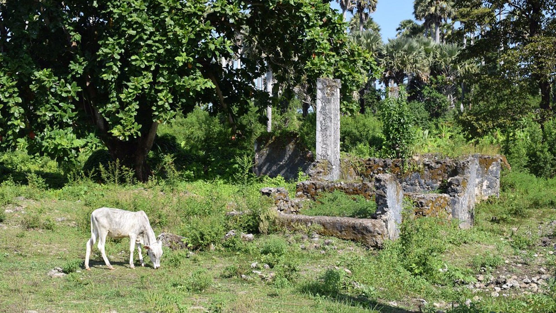 Historical Places to Visit in Pemba | Explore the Island Of Pemba