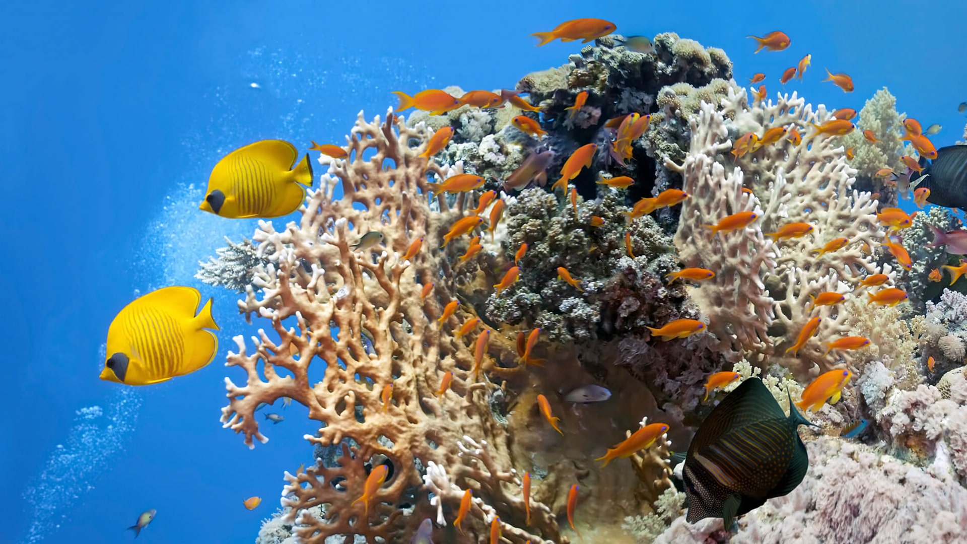 Snorkeling at Misali Island Coral Gardens | The Island Of Pemba