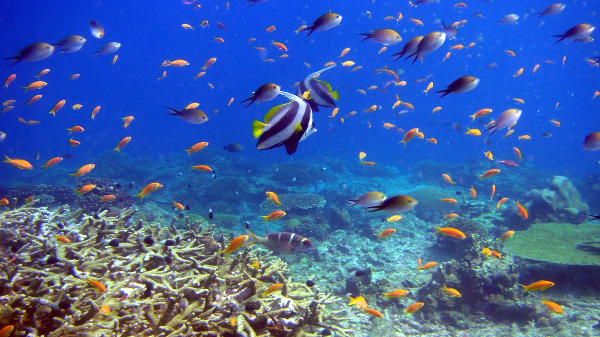 Snorkeling at Misali Island Coral Gardens | The Island Of Pemba
