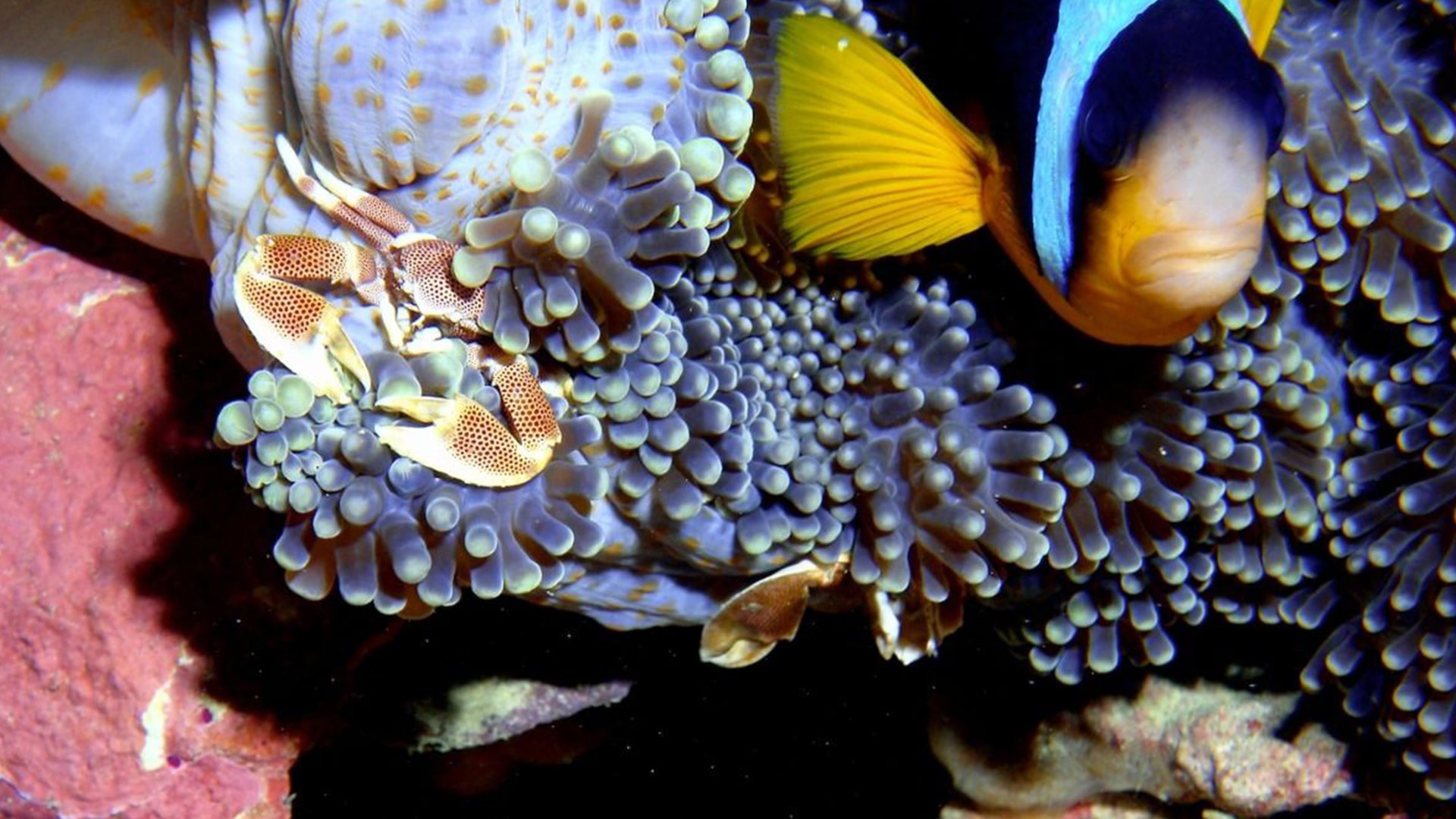 Snorkeling at Misali Island Coral Gardens | The Island Of Pemba
